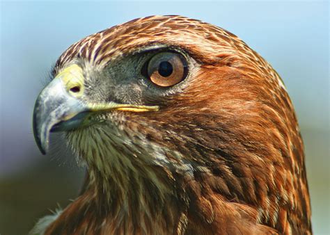 I Miss Working With These Gorgeous Creatures Red Tailed Hawk Hawk