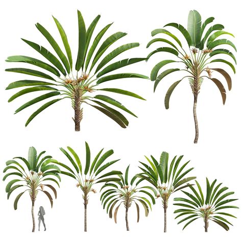 New Plant High Detail Strelitzia Nicolai Medium 3d Model Turbosquid