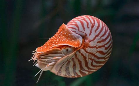 Chambered Nautilus Ocean Creatures Marine Animals Sea Animals