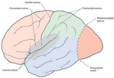 Central Sulcus Definition Location Mri And Function