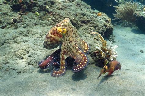 What Do Octopuses Eat 9 Favorite Foods Of Octopuses