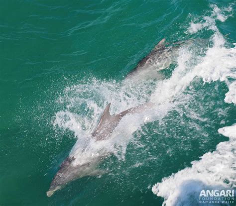 Common Bottlenose Dolphin Tursiops Truncatus Angari Foundation