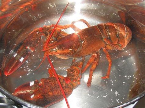 Boiling Lobster - How to Boil a Lobster | How to cook lobster, How to cook shrimp, Live lobster
