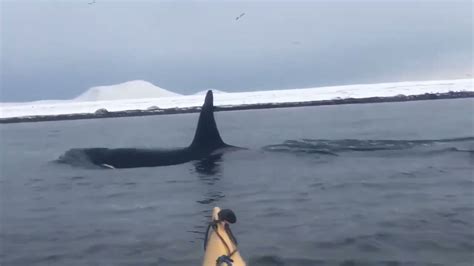 Kayakers Encounter Killer Whales Watch