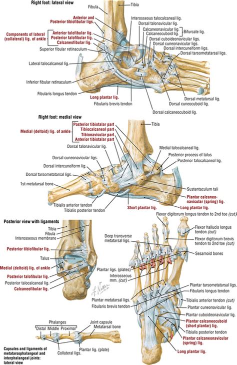 Foot And Ankle Musculoskeletal Key