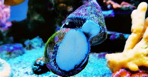 How To Care For Trochus Snails A Complete Guide