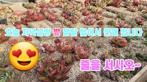 오늘도 대박 입니다 매장 다육이 탈탈 털어서 판매해 드리겠습니다 그것도 이쁜것들만 선별해서 이쁜다육이 좋은 가격에 만나보세요