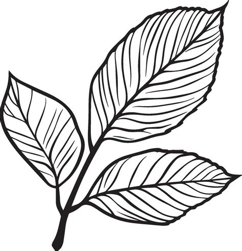 A Black And White Drawing Of A Leaf 51729858 Vector Art At Vecteezy