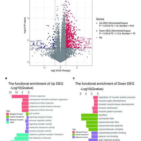Transcriptomic Analysis Of The Differentially Expressed Genes Degs