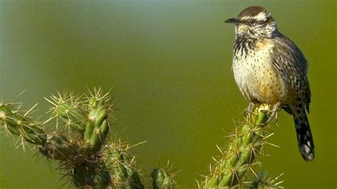Cactus Wren Predator Wildlife Spotlight Cactus Wren Irvine Ranch