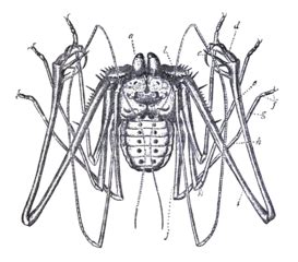 Vinegaroon Overview Identification And Bite Lesson