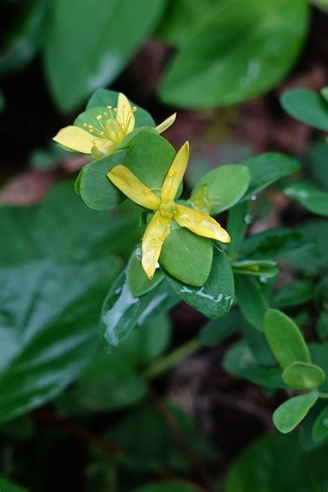 Hypericum Hypericoides St Andrews Cross Wildflowers Of The