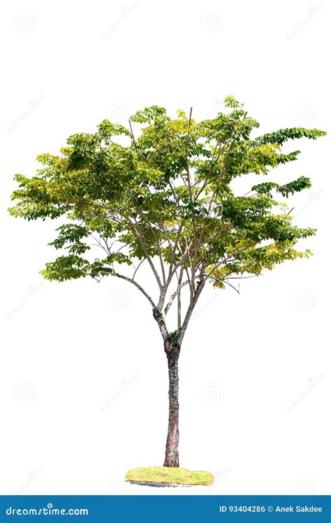 Isolate Tree Stock Photo Image Of Isolated Wood Single