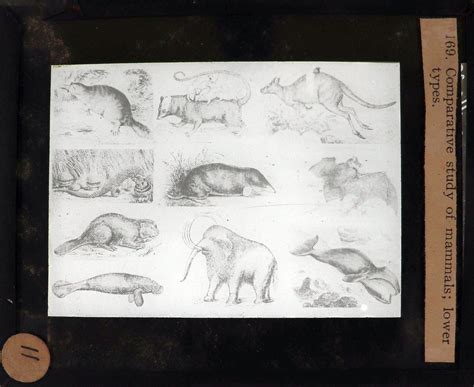 Mammals Lower Types Slide From A Set Used To Teach Biolo Flickr