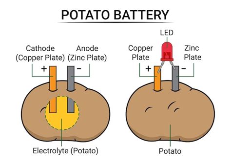 Premium Vector Parts Of Potato Battery