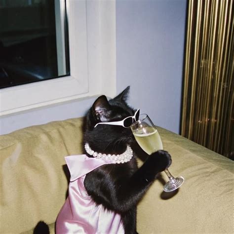 Pin By Rammy Rambo On Cat Aholic Fancy Cats Cute Cats Cat Aesthetic