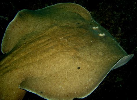 Hypnos Monopterygius