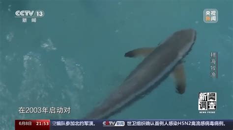 新闻调查丨耕海牧渔 看海水养殖如何向深远海探索？ 腾讯新闻