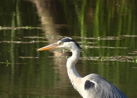 Ardea Cinerea Garza Pajarraco Foto Gratis En Pixabay Pixabay