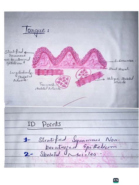 Block 4 Histology Diagrams And Slides Pdf