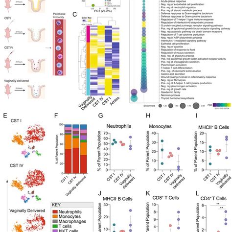 Modeling Compounding Maternal Risk Factors Results In An Adverse