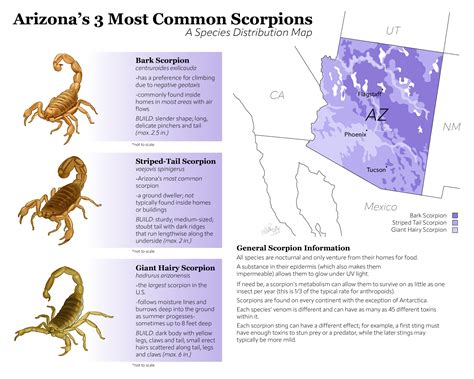 Scorpions In Arizona Map Pest Control Company Near Me Phoenix Az