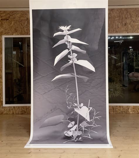 Fodil Drici Citizenk