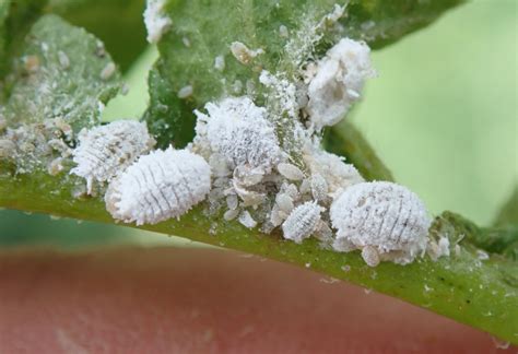 Mealybugs
