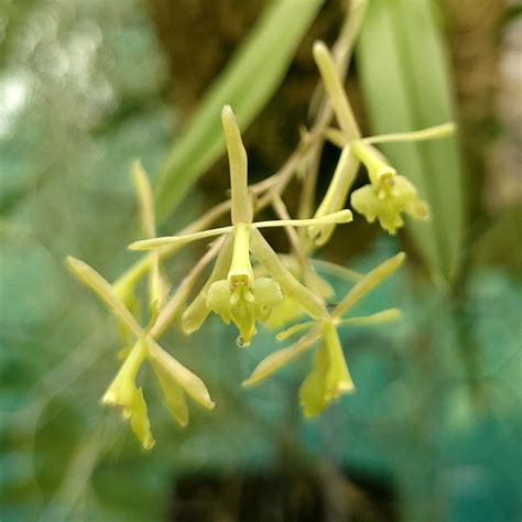 Carter Our Native Epiphytic Orchid Epidendrum Magnoliae Conopseum