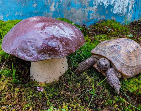A Land Turtle On Green Forest Moss Near A Mushroom Stock Image Image Of Spring Concept 284919631