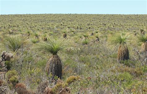 Pyrophytes The Plants That Adapt To And Thrive In Fires