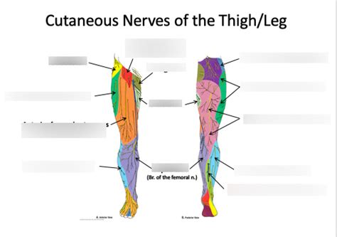 Cutaneous Nerves Of The Thighleg Diagram Diagram Quizlet