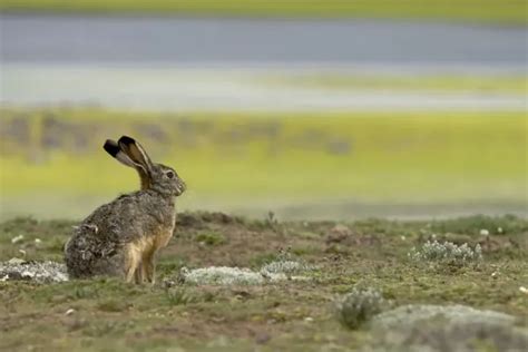 Ethiopian Highland Hare Leporidae
