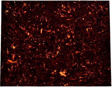 Understanding The Origins And Uses Of Tortoise Shell A Valuable Material In Art And Design