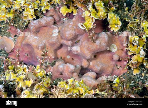 Red Crustose Algae Lithothamnion Sp On Rocks Kimmeridge Bay Dorset England Great Britain