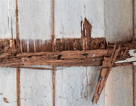 Termite Control Perth Termite Pest Control Perth