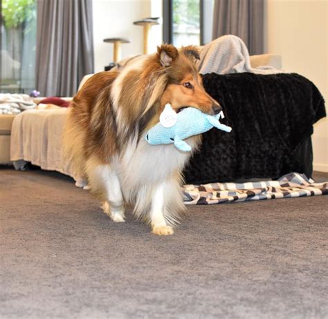 Riley Soft Toy The Life Of Riley