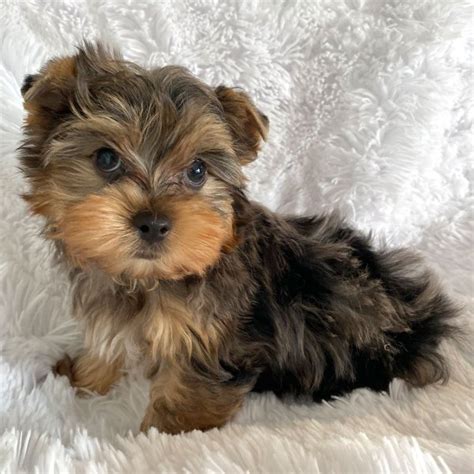 Teacup Yorkie For Sale Heavenly Puppies