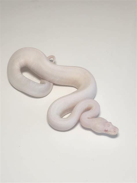 Vpi Snow Ball Python By South Bae Reptiles Morphmarket