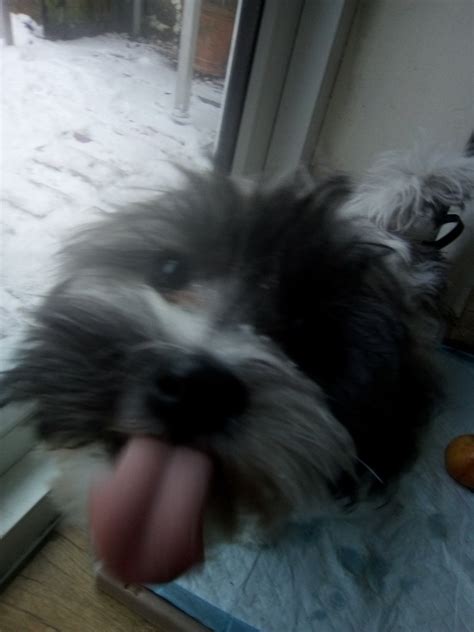 Poppy Stewart Popcorn Pixie Twitter