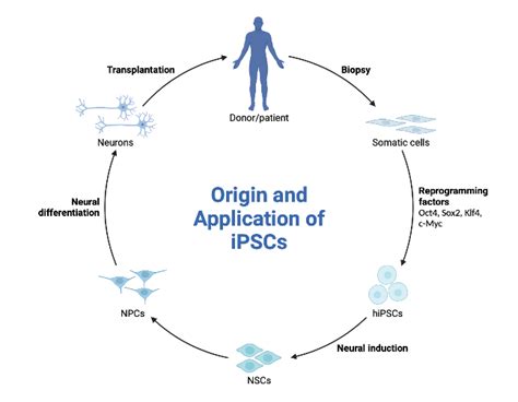 Origin And Application Of Ipscs Biorender Science Templates