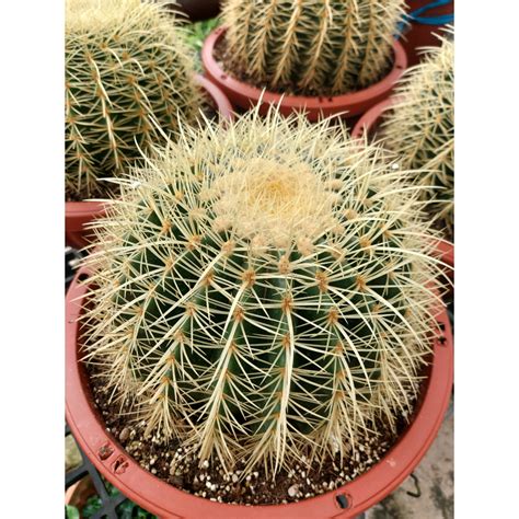 Barrel Cacti Cactus Indoor House Home Potted Plant Gardening Shopee