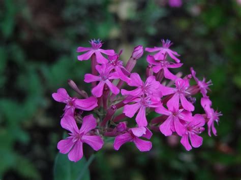 ｜昭和女子大学附属昭和こども園