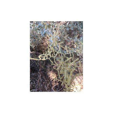 Atriplex Halimus