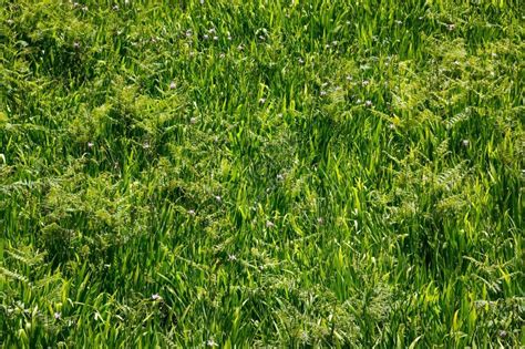 Meaning Origin And History Of The Name Everlee