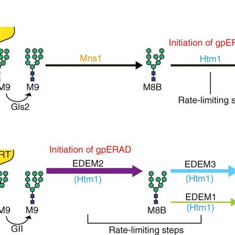 Models Of Yeast And Mammalian Gperad A In Yeast High Mannose Type