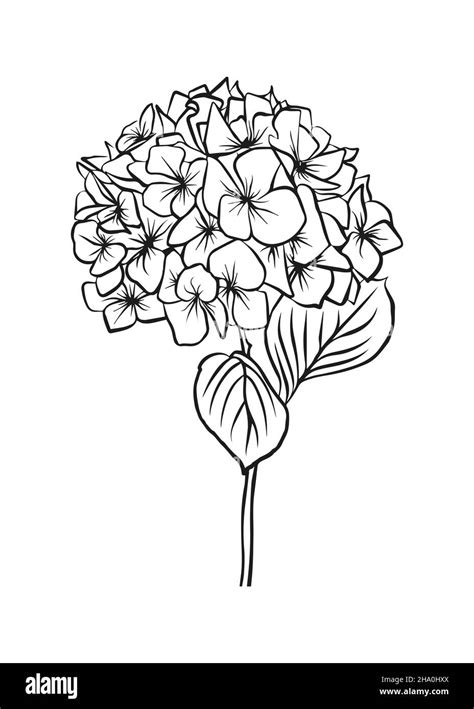 Hydrangea Bush Drawing