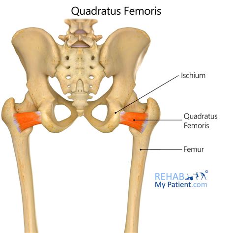 Quadratus Femoris Rehab My Patient
