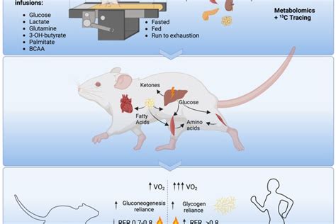 Quantification Of Nutrient Fluxes During Acute Exercise In Mice