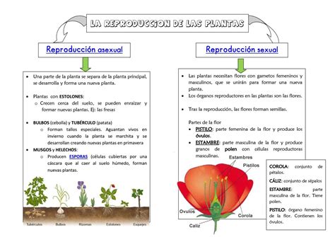 Reproduccion De Plantas Artofit